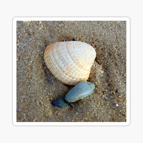 "shell and pebble" Sticker for Sale by KathleenDawson | Redbubble