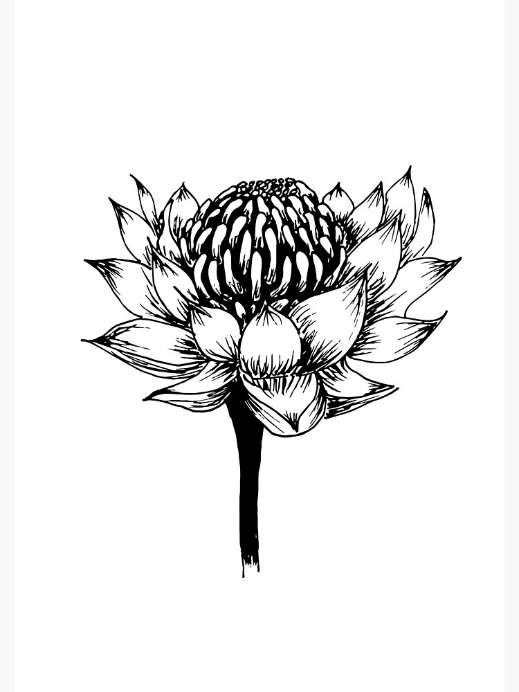 "Waratah Flower Drawing – Native Australian" Spiral Notebook for Sale ...
