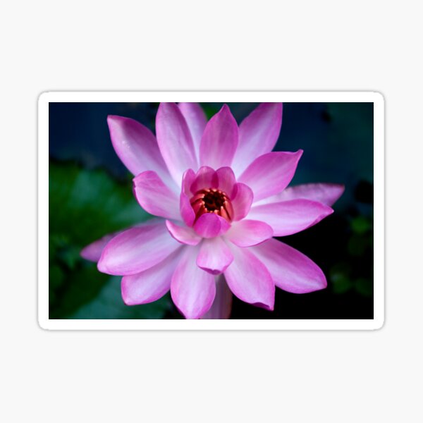 "Whisper Sweet Nothings" Sticker for Sale by artropica | Redbubble