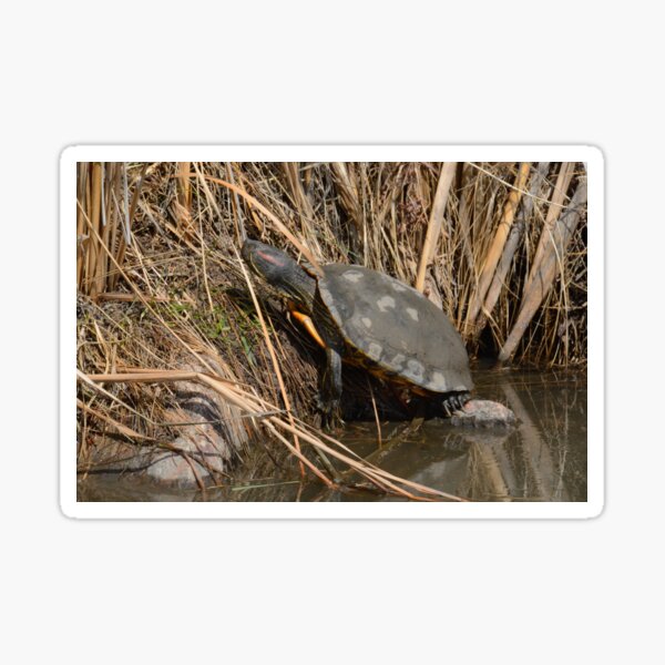 "Sleeping red-eared slider turtle" Sticker for Sale by Merrimon | Redbubble