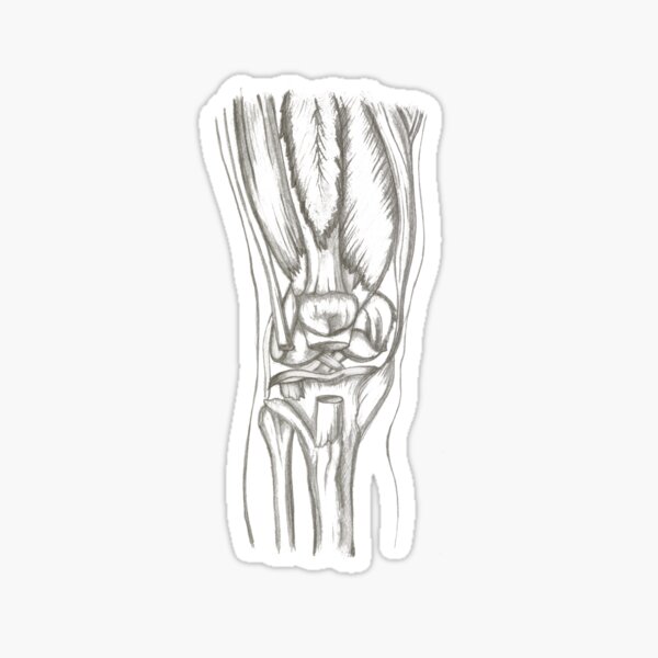 "Human Knee Anatomy" Sticker for Sale by HighArtDesigns | Redbubble
