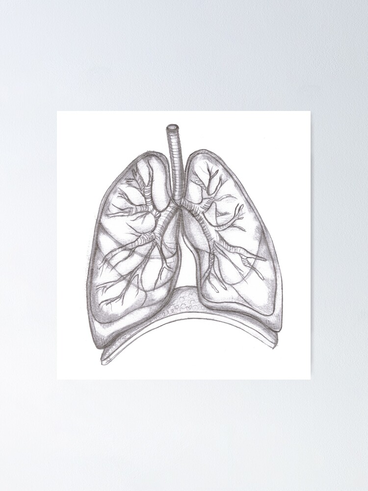 "Human Lungs Anatomy" Poster by HighArtDesigns | Redbubble