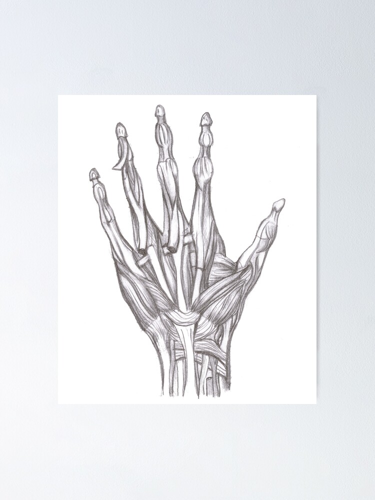 "Human Hand Anatomy" Poster by HighArtDesigns | Redbubble