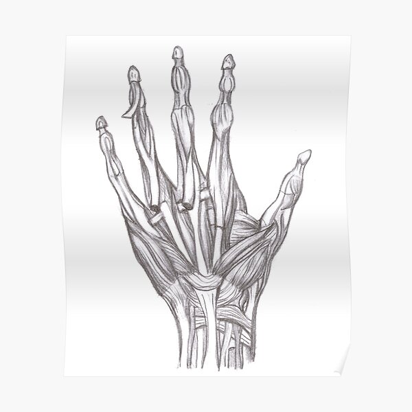 "Human Hand Anatomy" Poster by HighArtDesigns | Redbubble