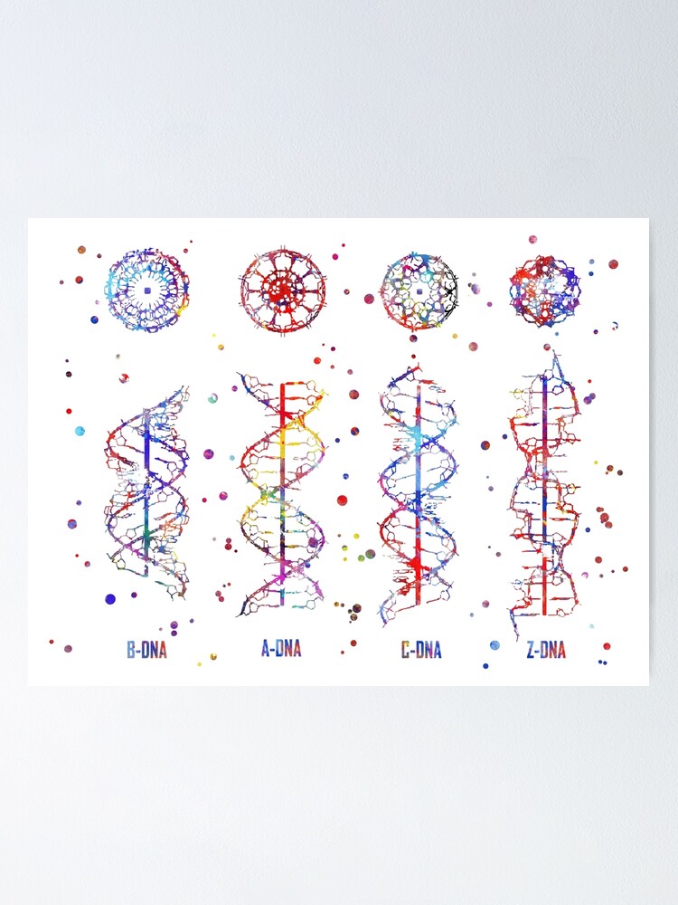 "A-B-C-Z DNA, DNA molecule, watercolor dna, dna, molecule" Poster for ...