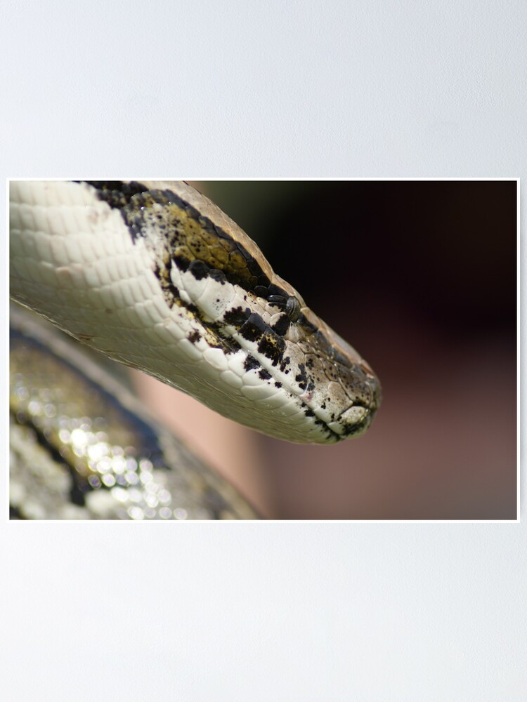 "Boa Constrictor" Poster for Sale by SandraCockayne | Redbubble