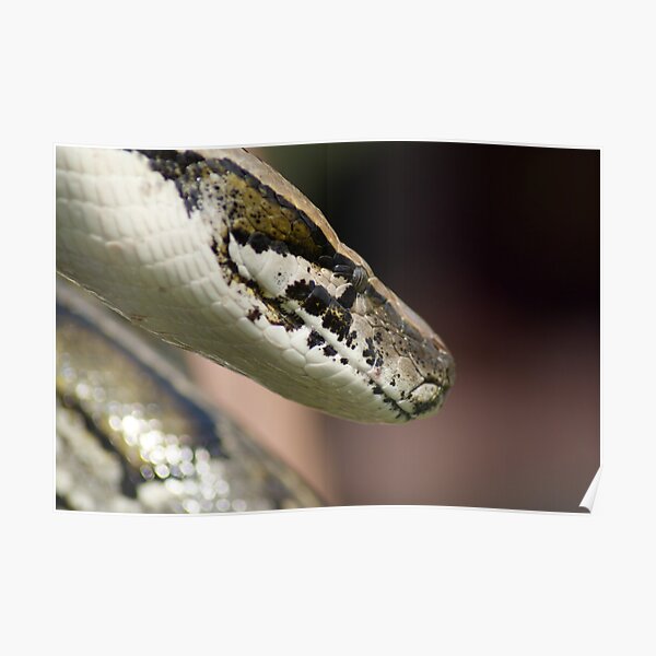 "Boa Constrictor" Poster for Sale by SandraCockayne | Redbubble