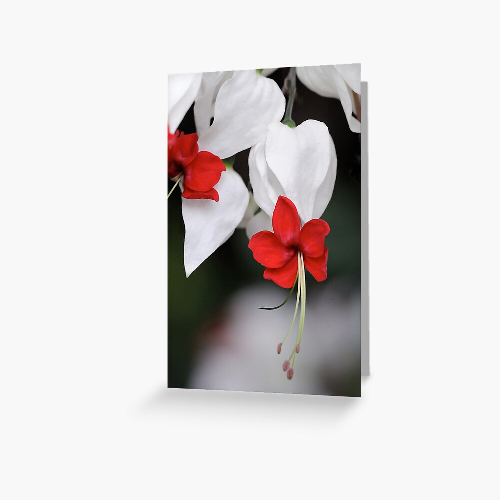 "CLASSY" Greeting Card for Sale by mc27 | Redbubble