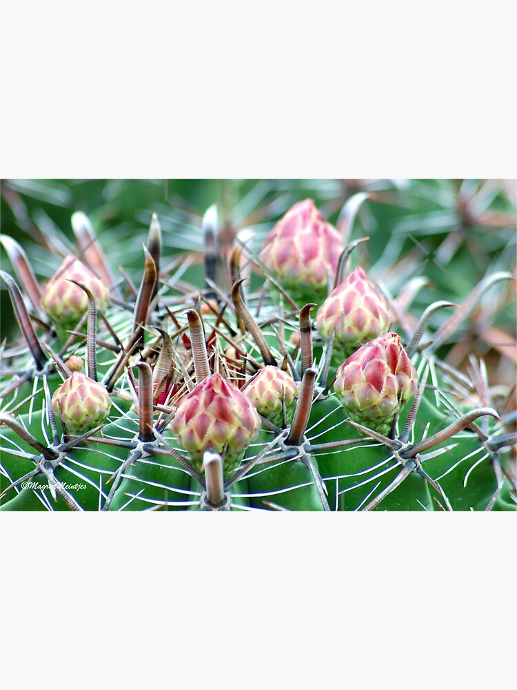 Pegatina «FEROCACTUS SETISPINUS» de mags | Redbubble