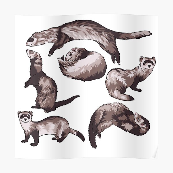 "ferrets" Poster for Sale by Kiluvi | Redbubble