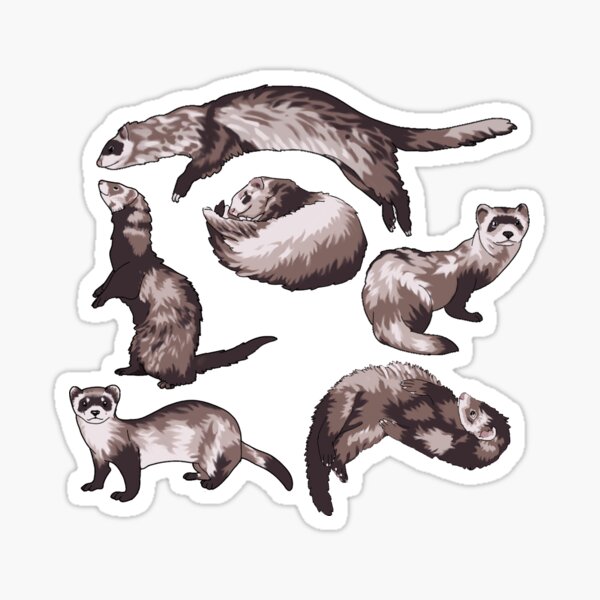 "ferrets" Sticker by Kiluvi | Redbubble