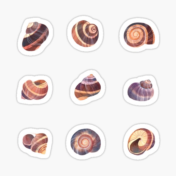 "Nature Gifts Stickers — Shells" Sticker by BegakArtBureau | Redbubble