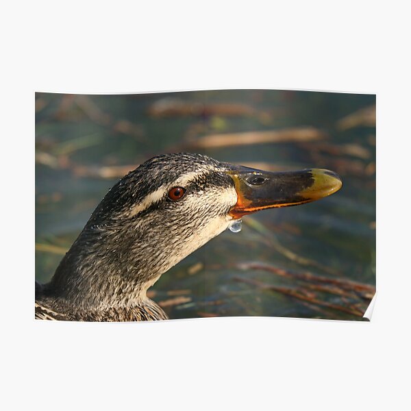"Mallard eye" Poster by GreyFeatherPhot | Redbubble