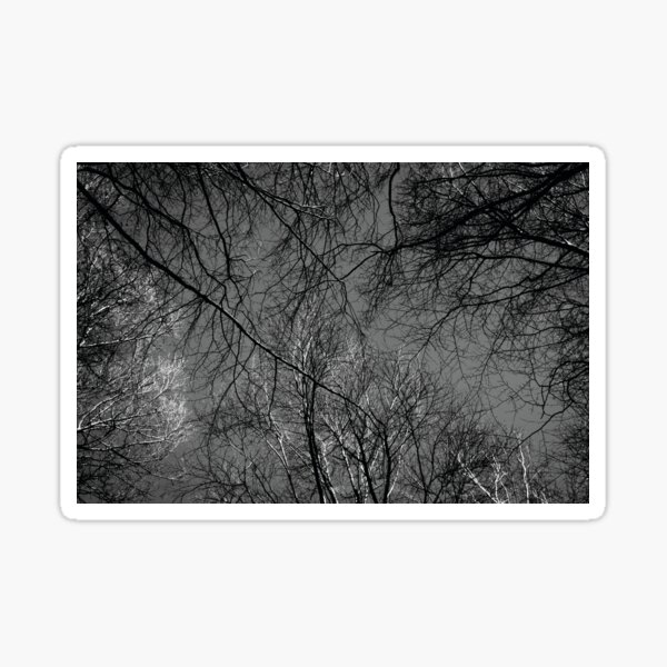 "Trees Illuminated" Sticker for Sale by arc1 | Redbubble