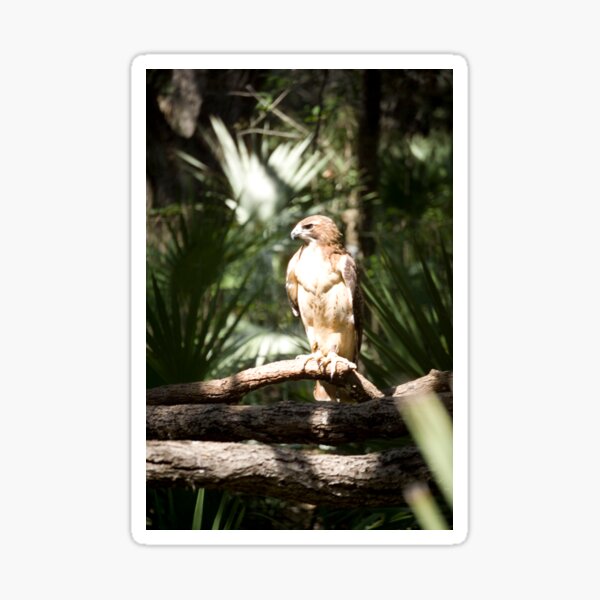 "Red Tail Hawk" Sticker for Sale by ValeriesGallery | Redbubble