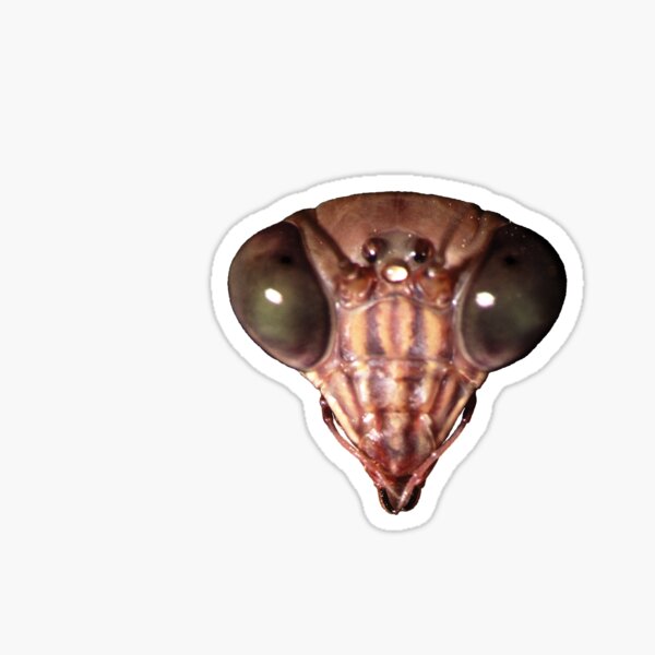 "Praying Mantis Portrait" Sticker by WorldDesign | Redbubble