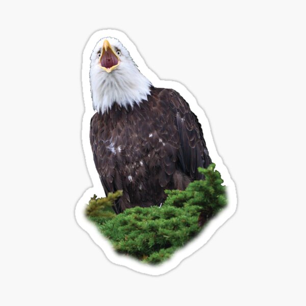 "Eagle Screaming" Sticker for Sale by WorldDesign | Redbubble