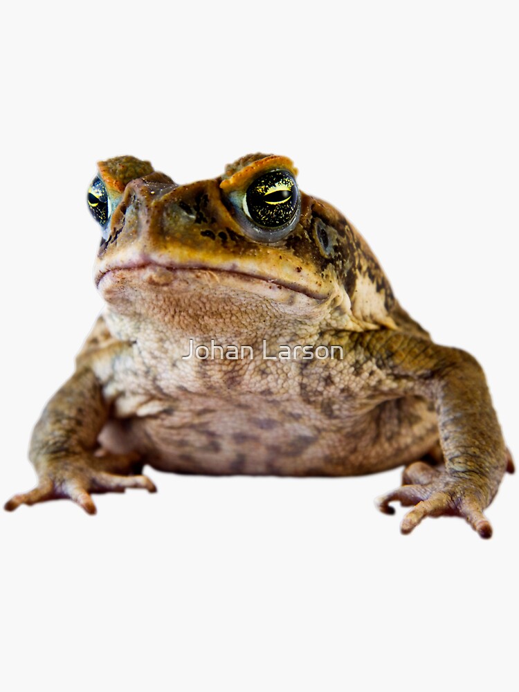 "Grumpy Toad" Sticker for Sale by Jaykayl | Redbubble