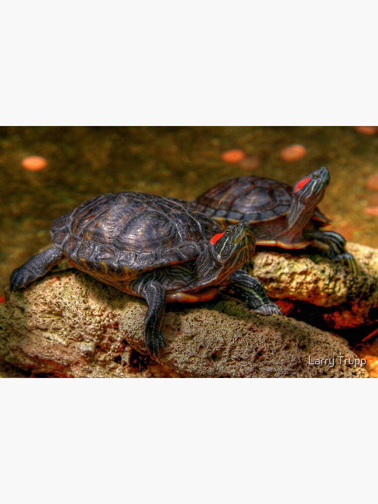 "Red Eared Sliders" Sticker by umpa1 | Redbubble