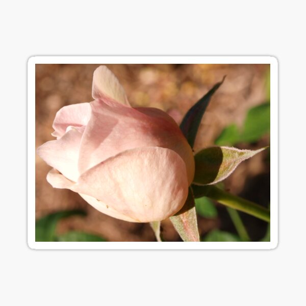 "Rose Pink" Sticker by Ginitwo | Redbubble