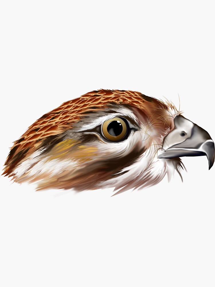 "Hawk Face" Sticker by Lotacats | Redbubble