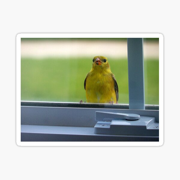 Window Sill Stickers | Redbubble