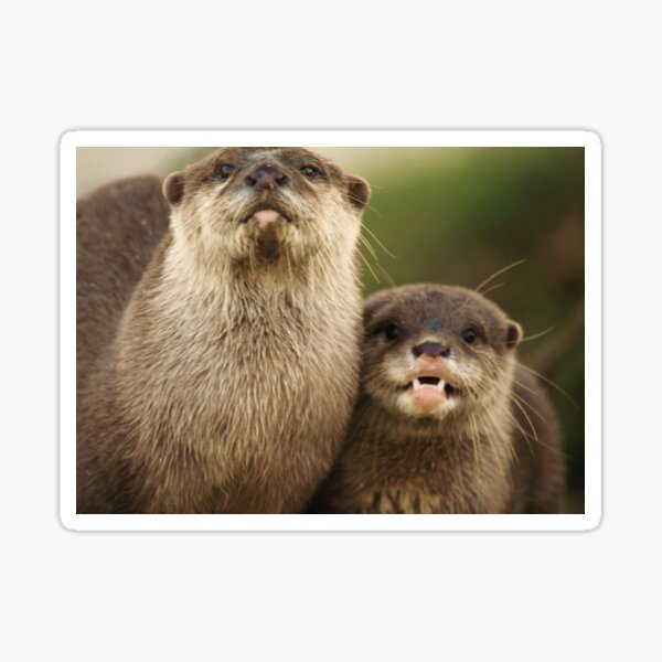 "Otter`s Pride" Sticker for Sale by francophotos | Redbubble