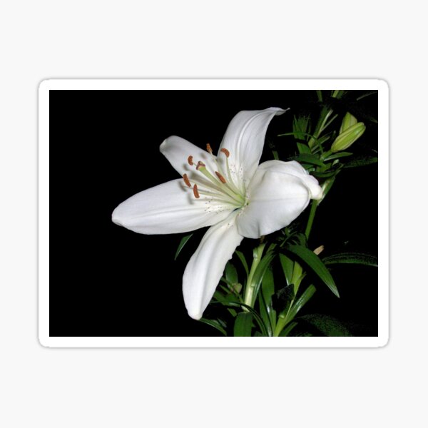 "White Lily" Sticker by slcouzens | Redbubble