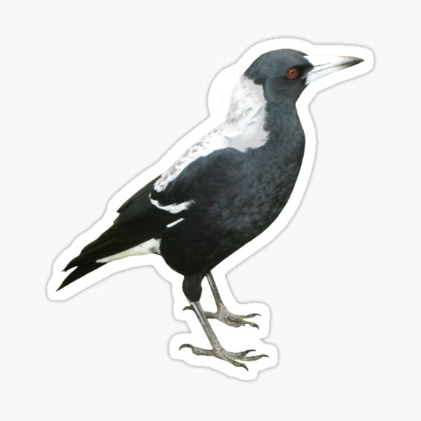 Magpie Stickers | Redbubble