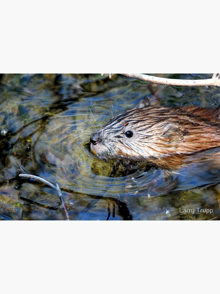 "Muskrat" Sticker by umpa1 | Redbubble
