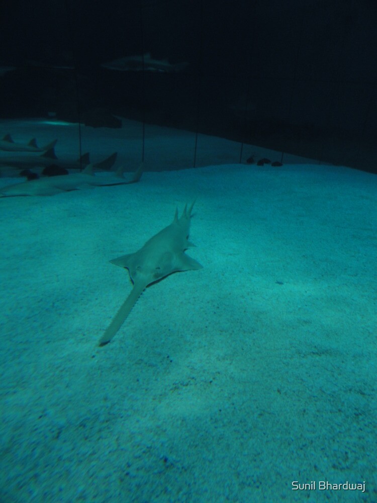 "Saw Fish " Poster by sunilbhar | Redbubble