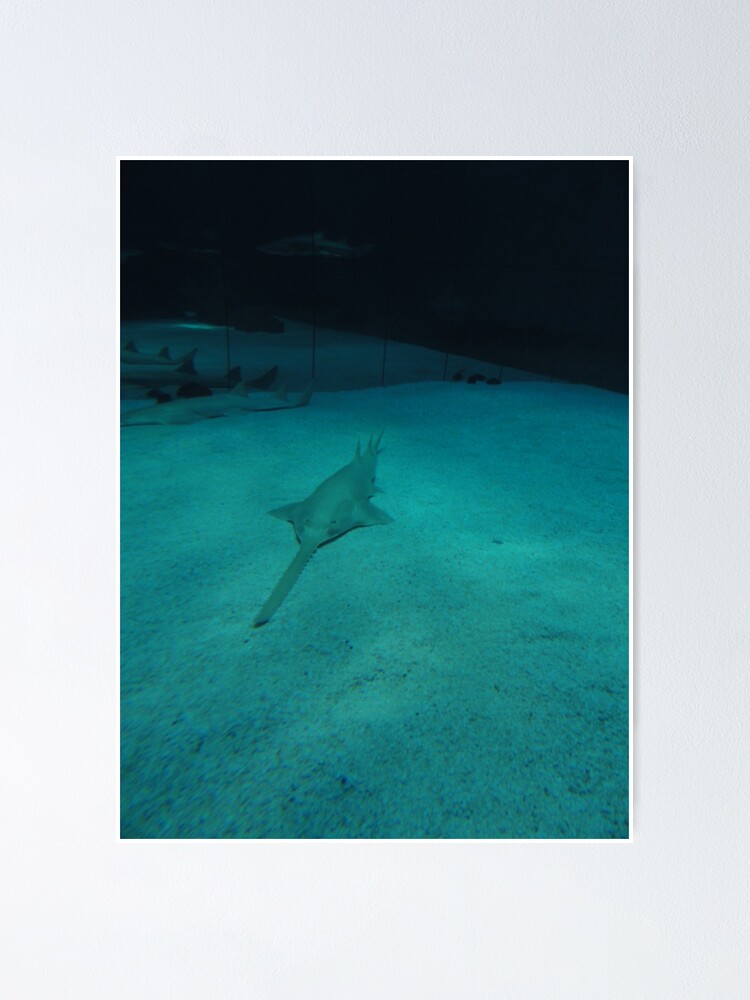 "Saw Fish " Poster by sunilbhar | Redbubble