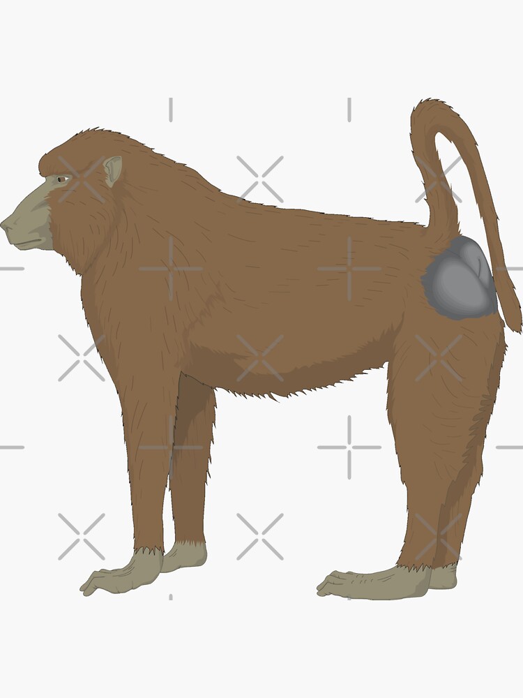 "Baboon" Sticker for Sale by Judge-Hatchet | Redbubble