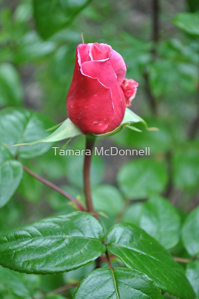 "Long Stem Single Pink Rose" by Tamara Lindsey | Redbubble