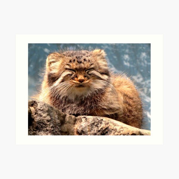 "Pallas Cat" Art Print for Sale by VeronicaLeigh | Redbubble