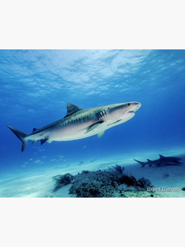 "The Stripes of a Tiger Shark" Poster by jbbarnes | Redbubble
