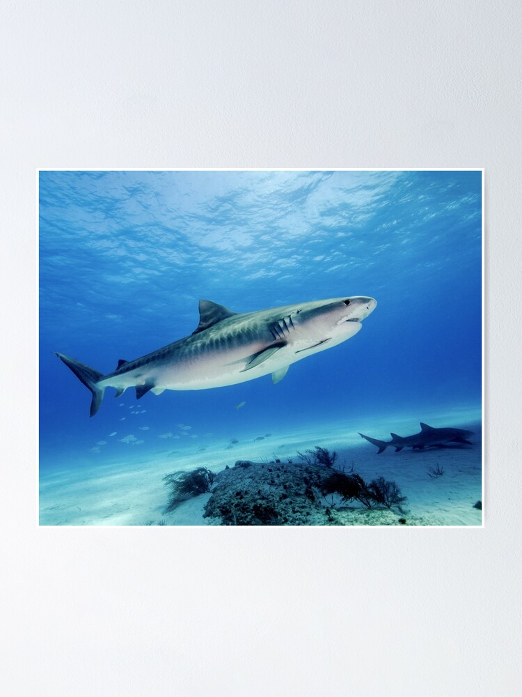 "The Stripes of a Tiger Shark" Poster by jbbarnes | Redbubble