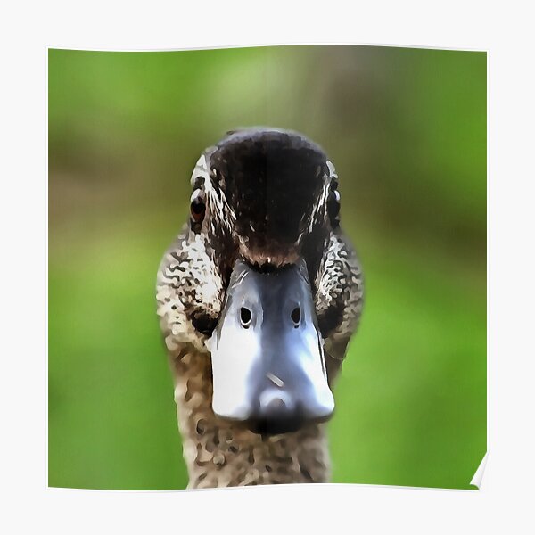 "Hello Ducky Quirky Duck Artistic Portrait" Poster for Sale by taiche ...