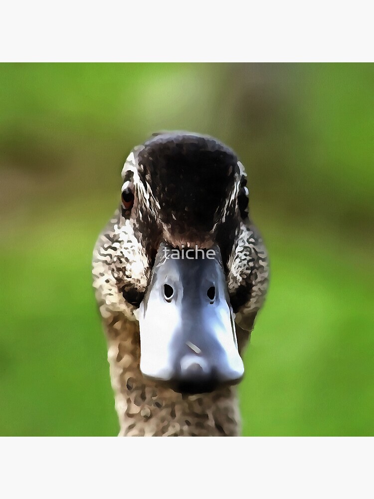 "Hello Ducky Quirky Duck Artistic Portrait" Sticker for Sale by taiche ...