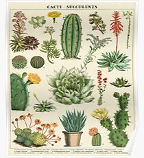 Cactus Posters | Redbubble