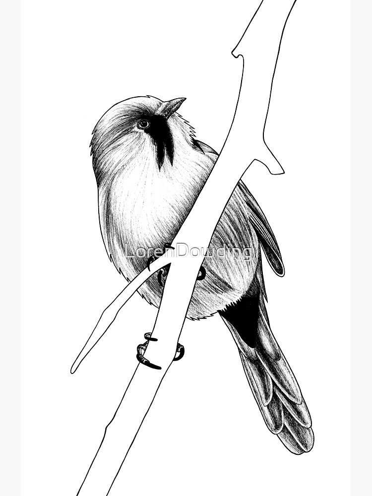 "Bearded reedling - ink illustration" Art Print for Sale by ...