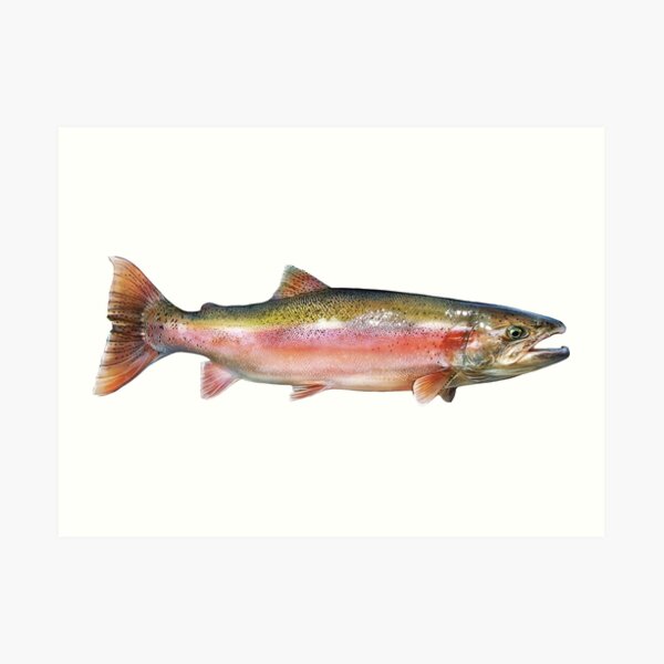 "Steelhead" Art Print for Sale by lureguru | Redbubble