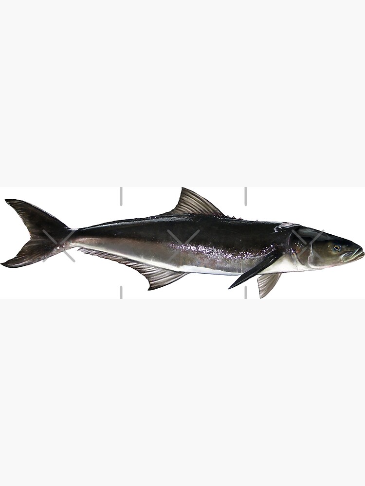 King Cobia Sign