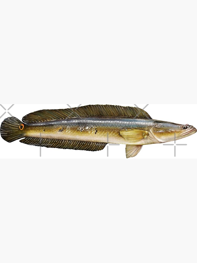 "Bullseye Snakehead" Poster by lureguru | Redbubble