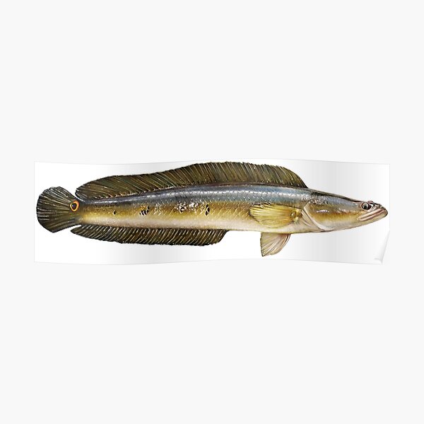 "Bullseye Snakehead" Poster by lureguru | Redbubble