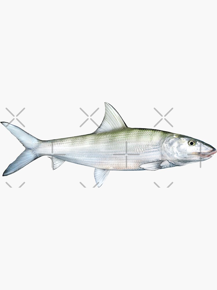 "Bonefish" Sticker for Sale by William Lee | Redbubble