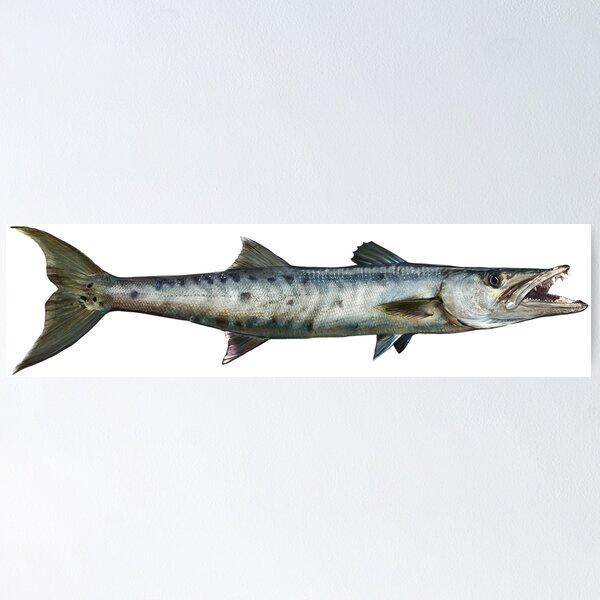 "Barracuda" Poster for Sale by lureguru | Redbubble