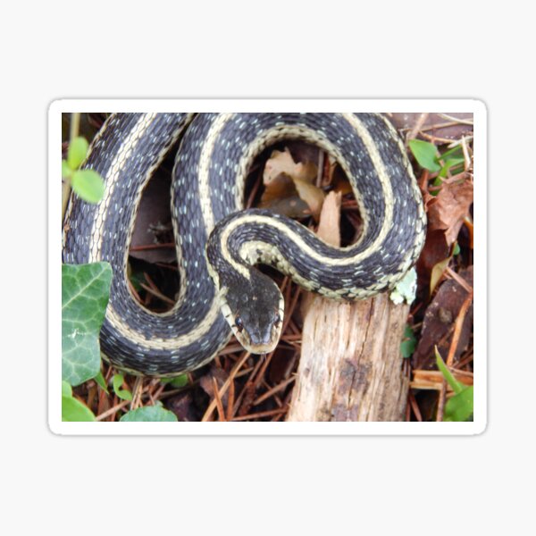"Garter Snake" Sticker by TrapperWeasel | Redbubble