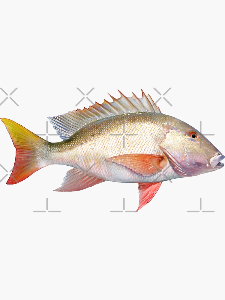 "Mutton Snapper" Sticker for Sale by lureguru | Redbubble