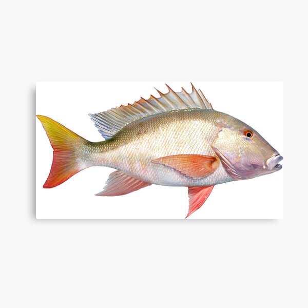 Mutton Snapper Wall Art | Redbubble
